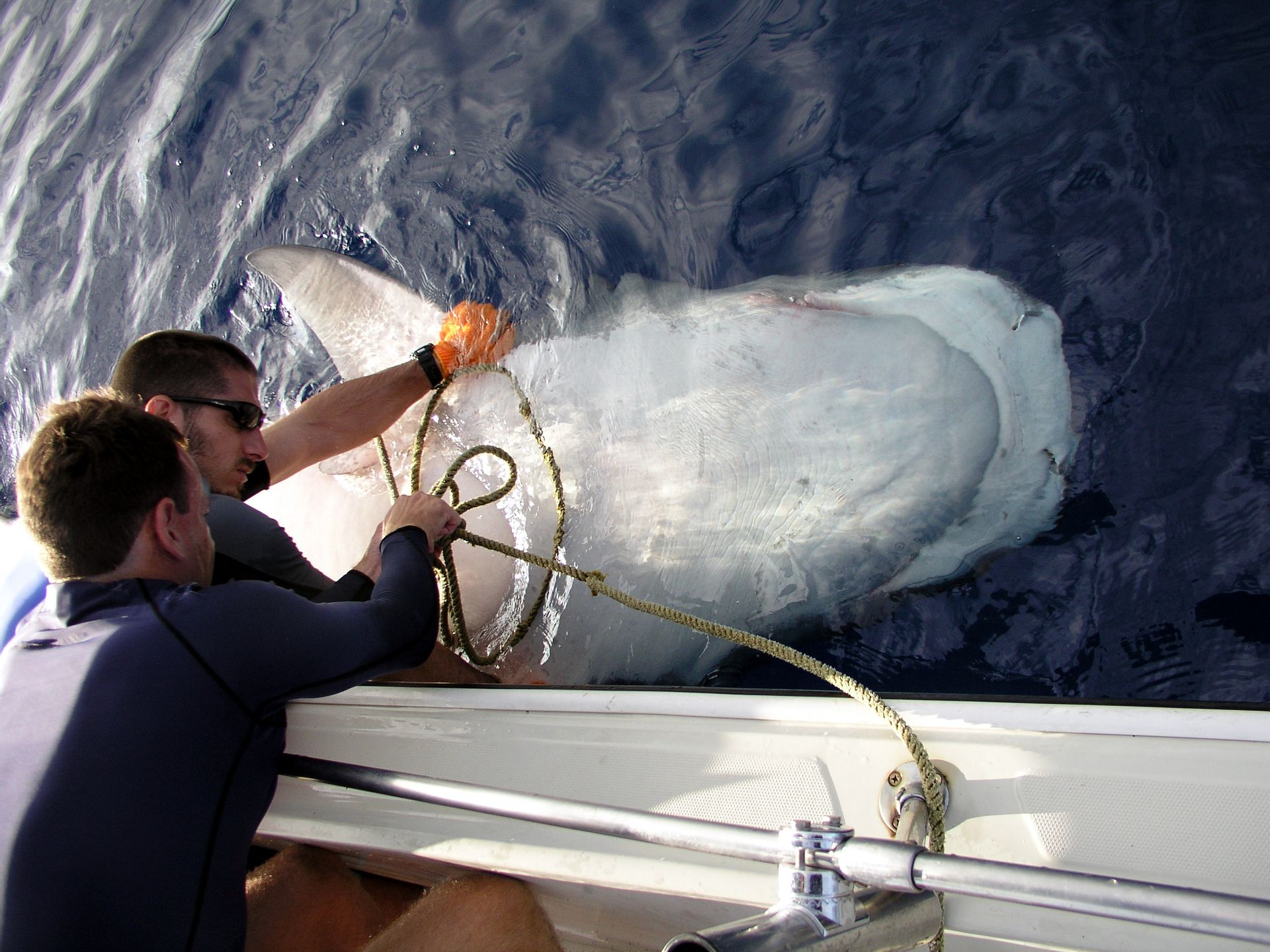Hawaii Tiger Shark Migration Coincides with Rise in Bites | Live Science