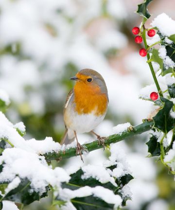 How to care for robins in winter: expert advice | Homes and Gardens