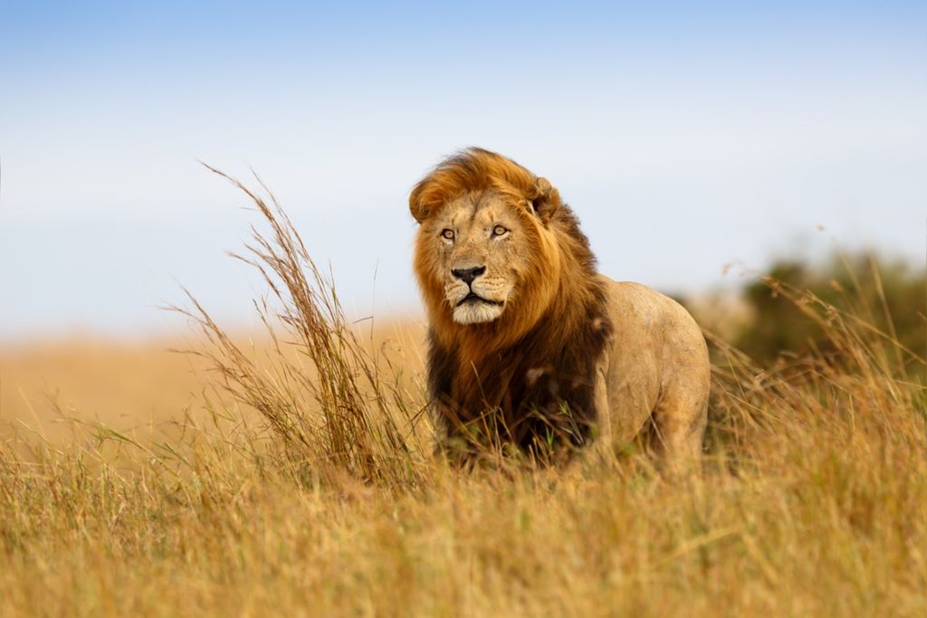 Lions: Facts, behavior and news | Live Science