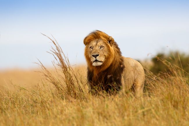 Lions: Facts, behavior and news | Live Science