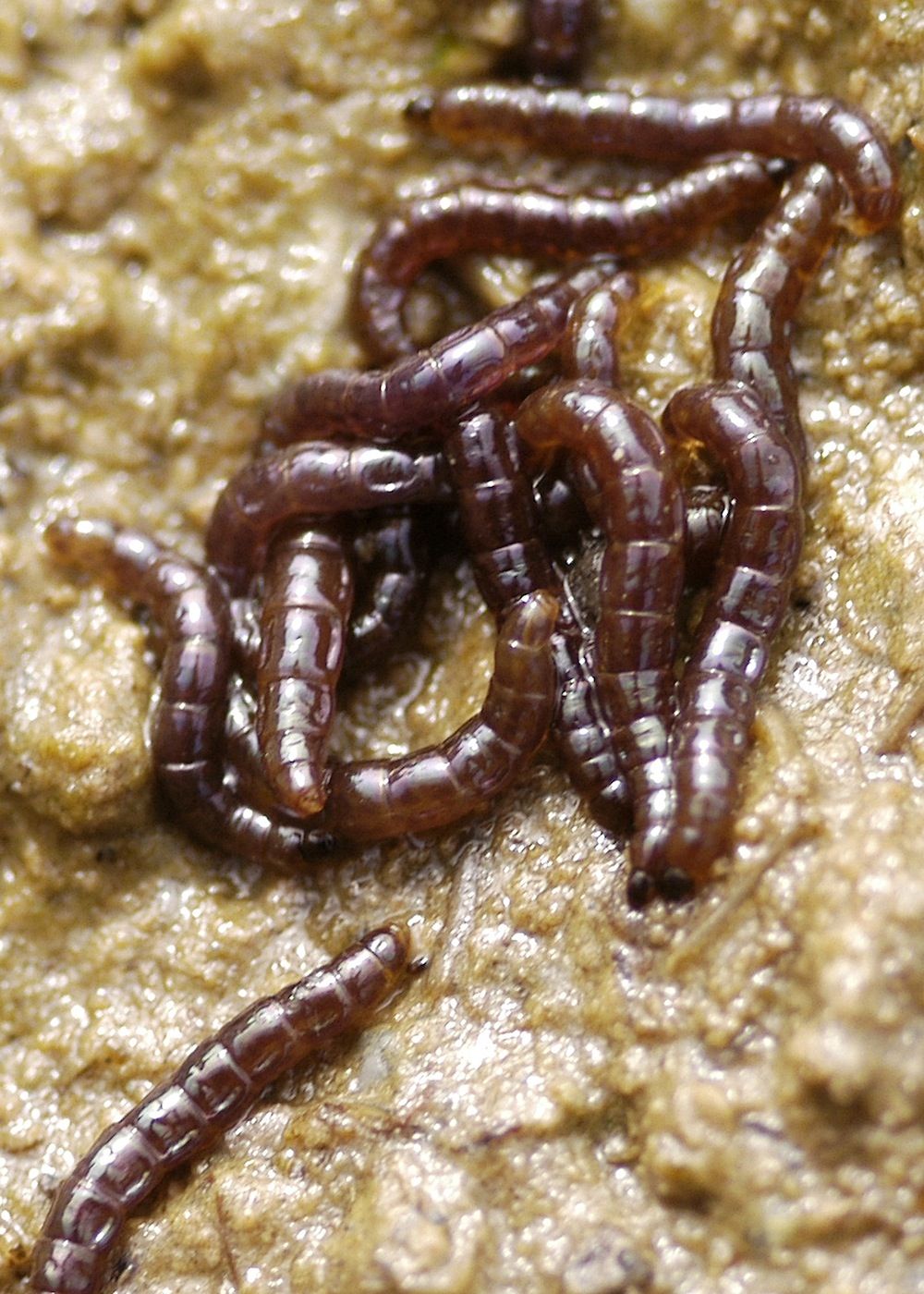 This Extreme Antarctic Insect Has the Tiniest Genome | Live Science