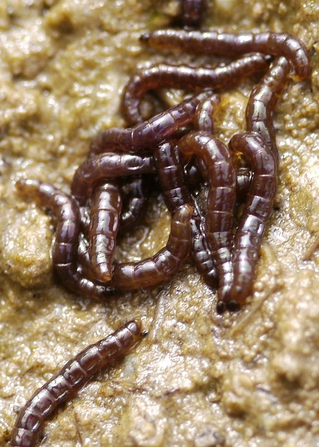 This Extreme Antarctic Insect Has the Tiniest Genome | Live Science