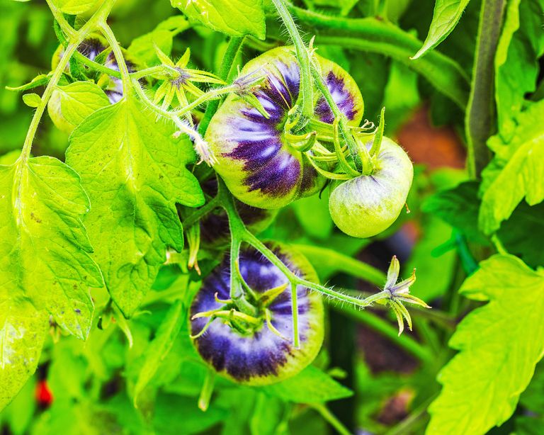 Best Heirloom Tomatoes For Every Garden & Tips For Success | Gardening ...
