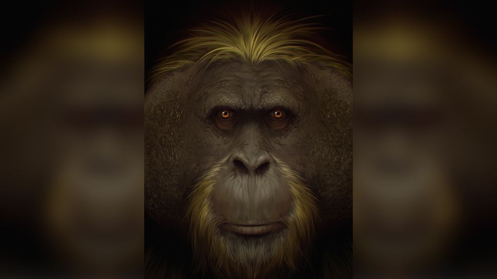 Giganto, world's largest ape, went down poor evolutionary path toward ...