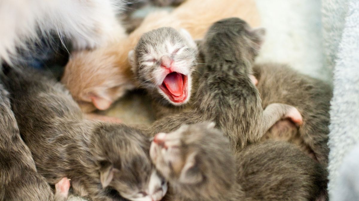 32 facts about kittens | PetsRadar