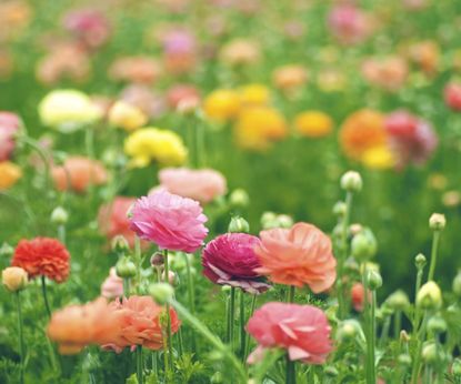 When to plant ranunculus bulbs in different hardiness zones | Homes and ...