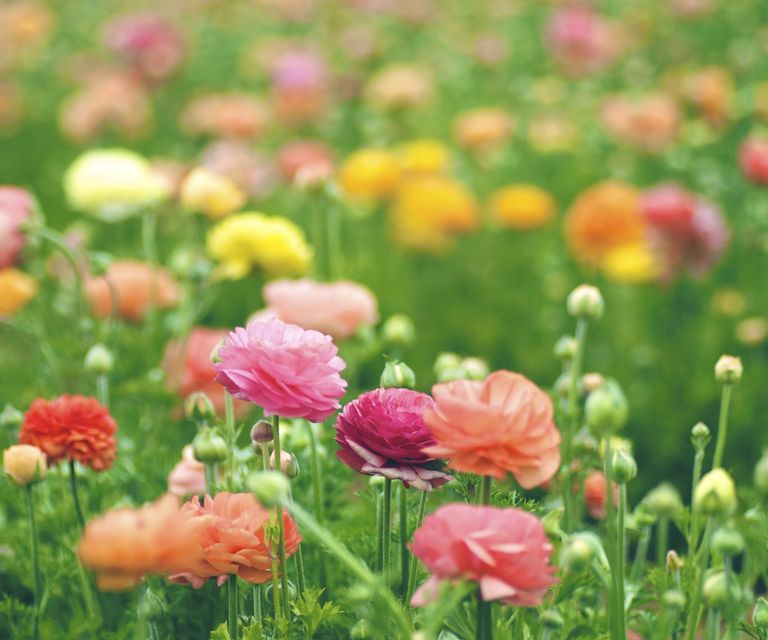 When to plant ranunculus bulbs in different hardiness zones | Homes and ...