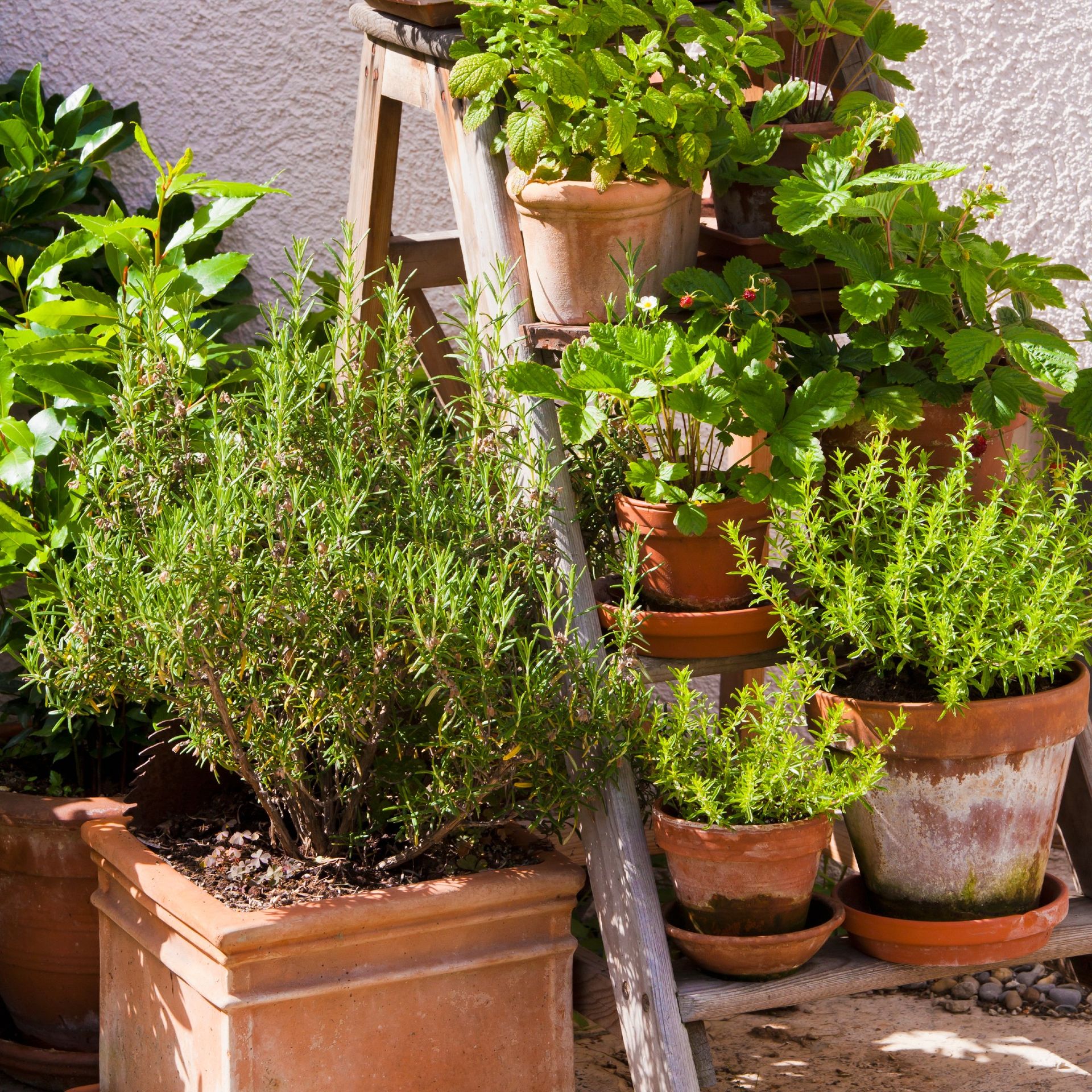 The best evergreen plants to add your pots | Ideal Home