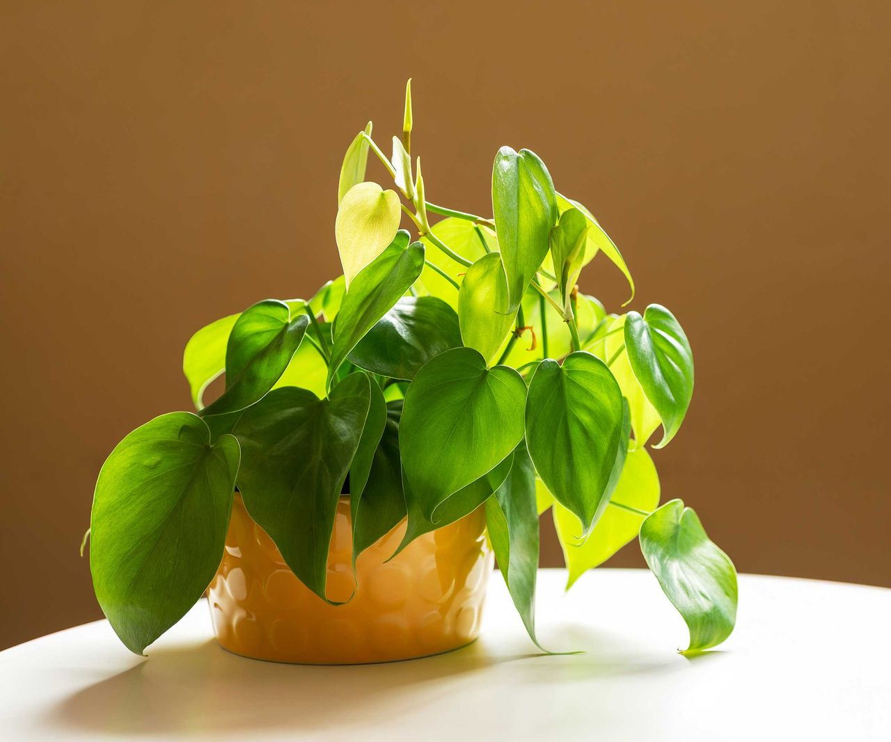 How to propagate philodendron: 3 expert methods | Homes and Gardens