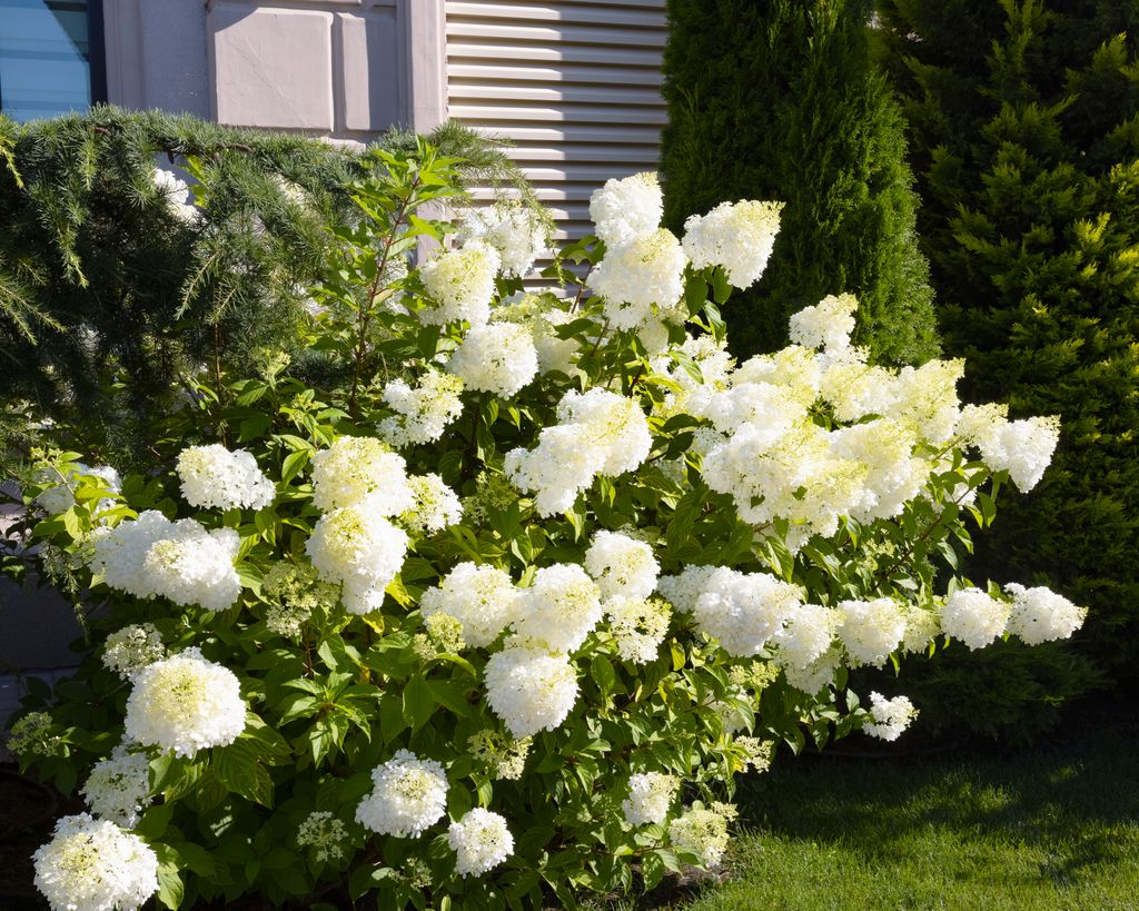 Best Full Sun Hydrangea Varieties For Sun-Soaked Landscapes | Gardening ...