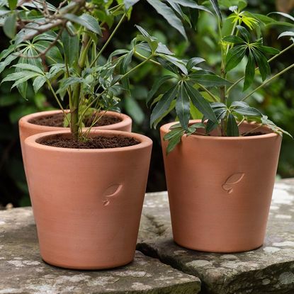 Where can I buy cheap terracotta pots? The best stockists | Ideal Home