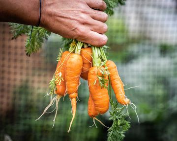 Fast-growing vegetables: 10 top picks for quick crops | Gardeningetc