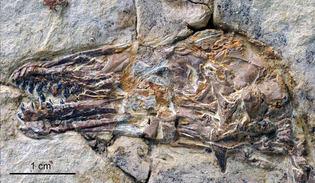 Weird! This Odd, Ancient Bird Had Sharp Teeth | Live Science