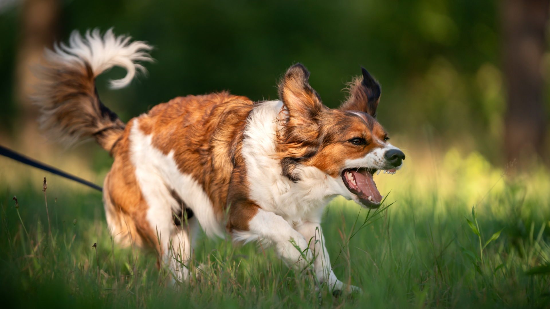Got a reactive dog? Here's how to make walk time less stressful ...