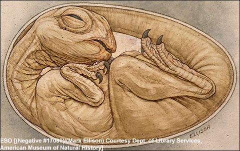 Image Gallery: Dinosaur Fossils | Live Science