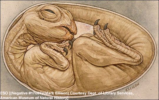 Image Gallery: Dinosaur Fossils | Live Science