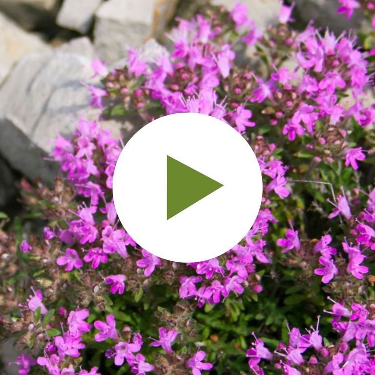 Tips & Information about Ground Cover | Gardening Know How