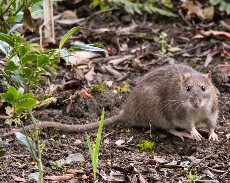 How to get rid of rats from your yard: 5 top tips | Gardeningetc