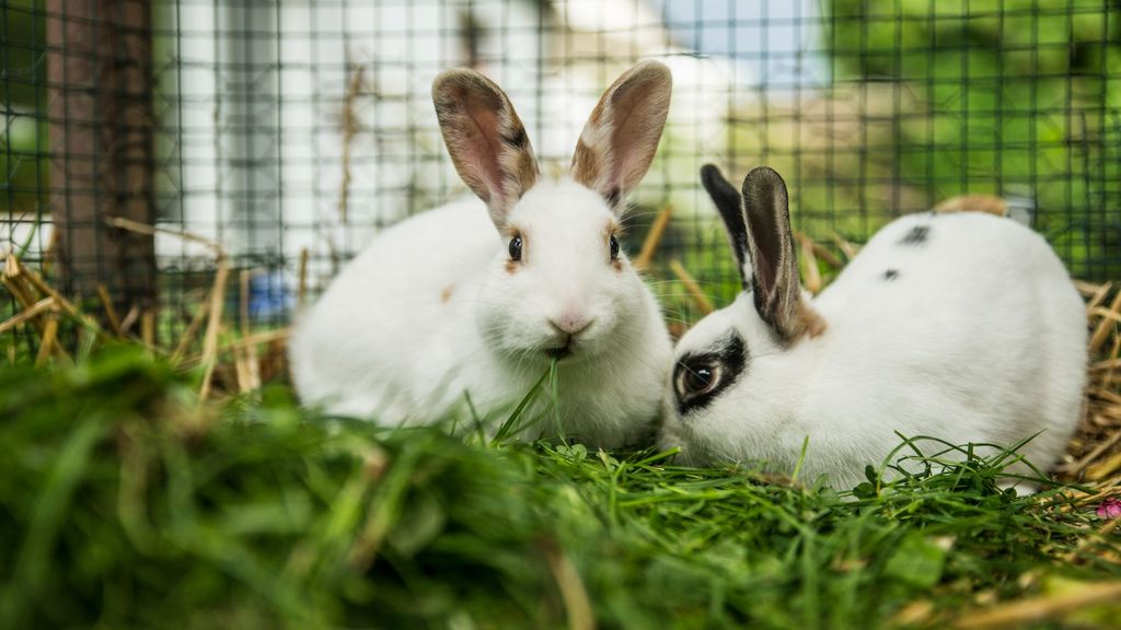 Can rabbits live alone? Why it may be a good idea to get your rabbit a ...