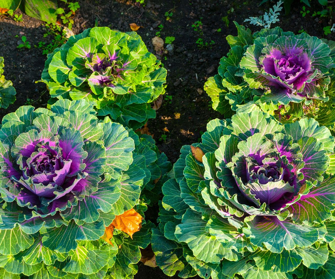 Cruciferous Vegetables Guide – What Gardeners Need To Know | Gardening ...