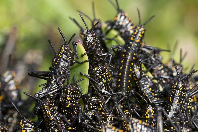 Image Gallery: Striking Photos of Locust Swarms | Live Science