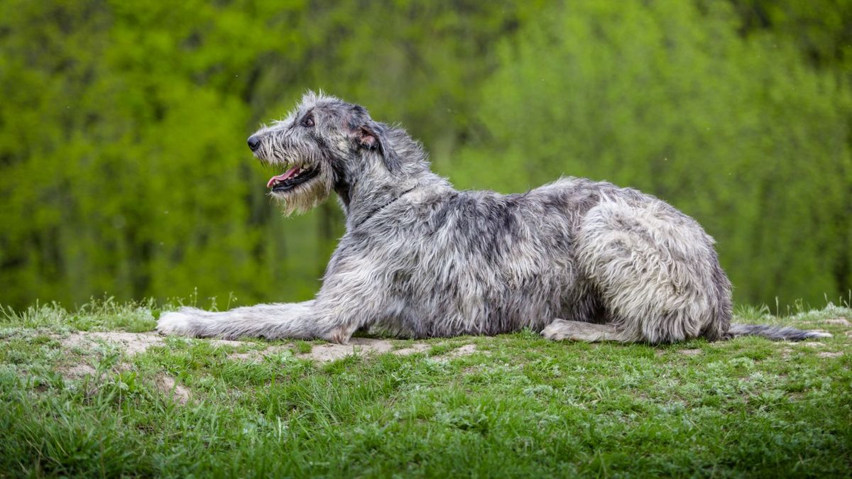 Scottish dog breeds that will melt your heart | PetsRadar