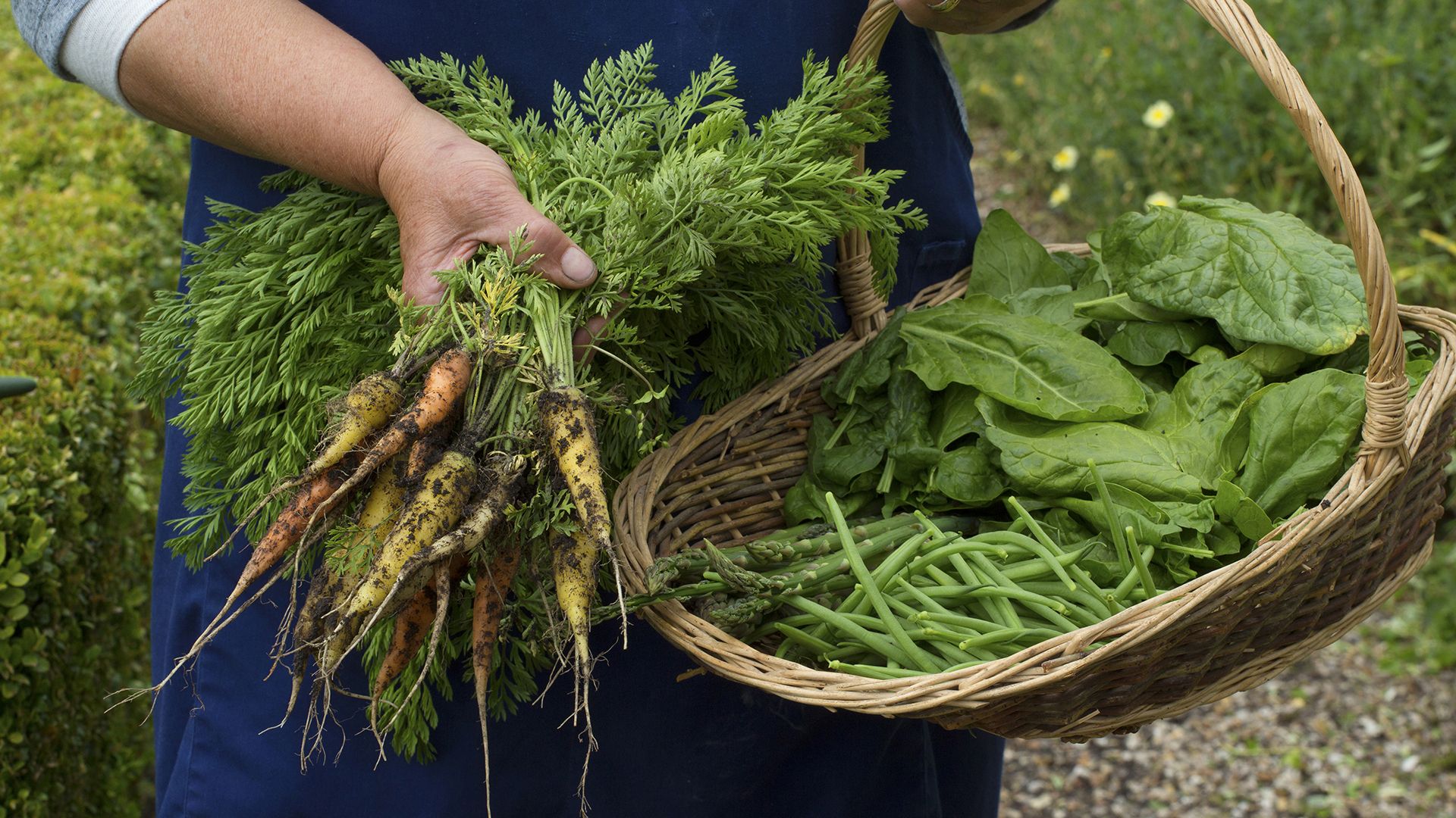 What to plant in September: flowers, shrubs or crops to grow | Homes ...
