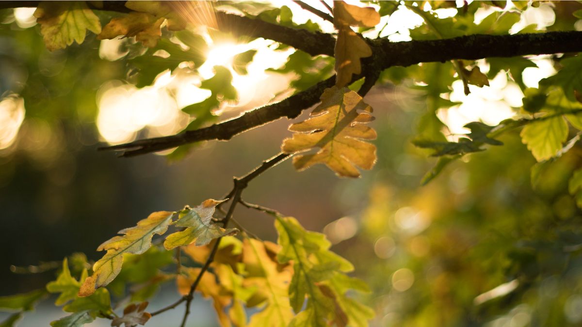 How to capture creative autumn shots | Digital Camera World