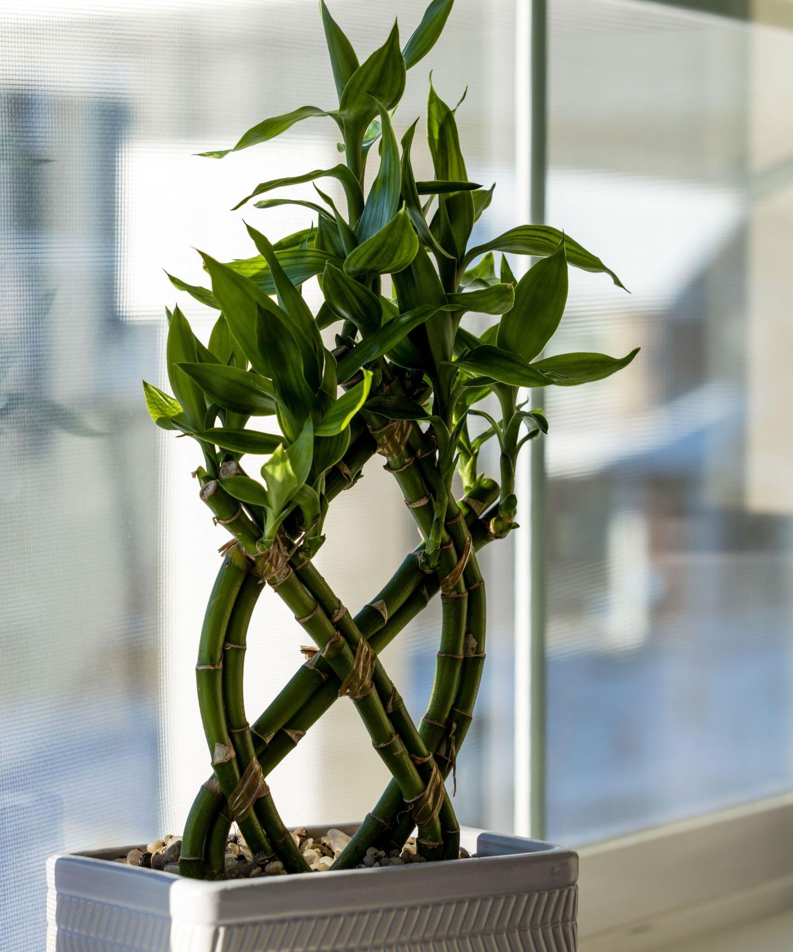 Why is my lucky bamboo turning yellow? 6 causes and fixes | Homes and ...