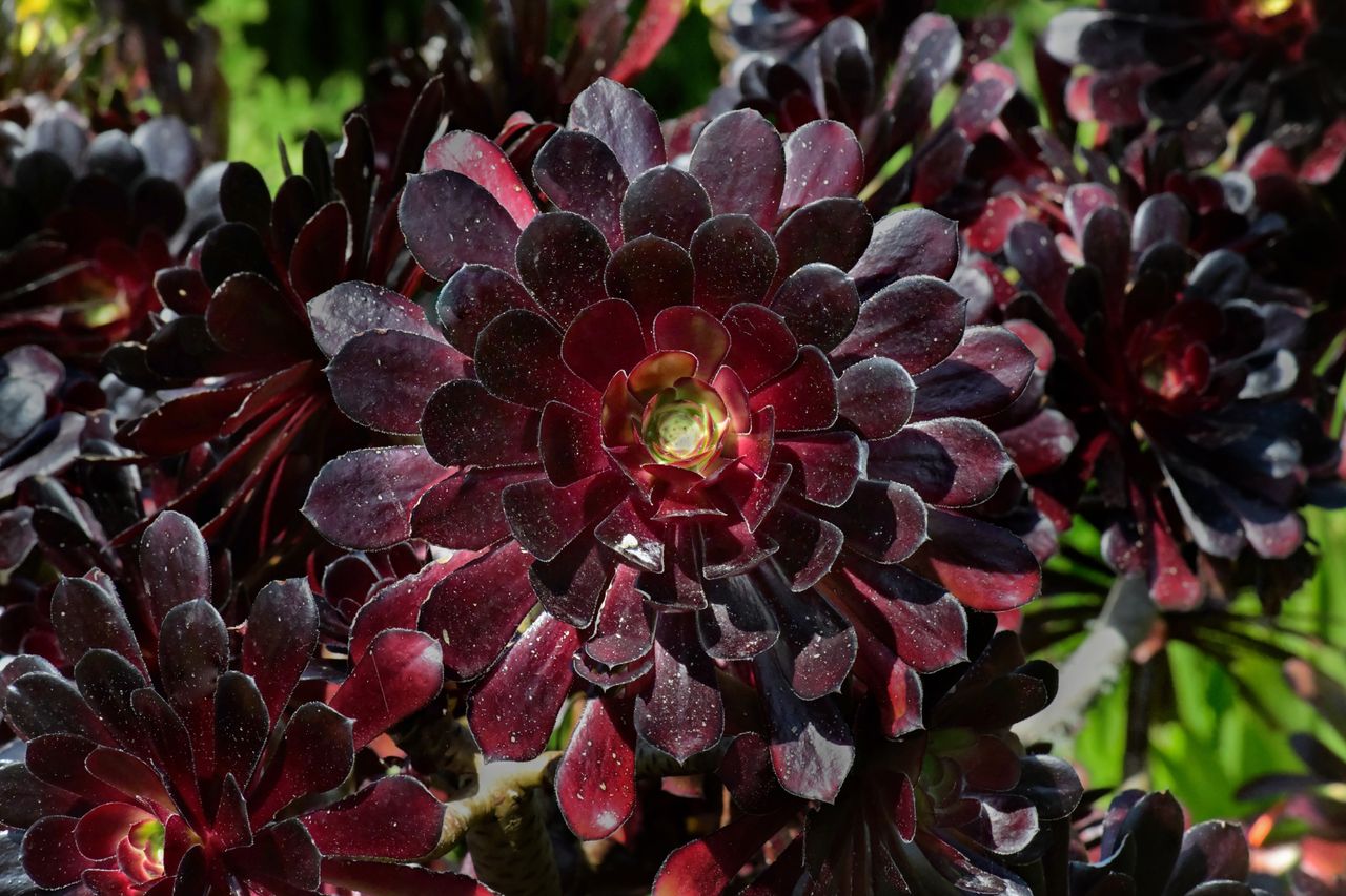 Best tropical plants: 24 top picks to give your plot an exotic look ...