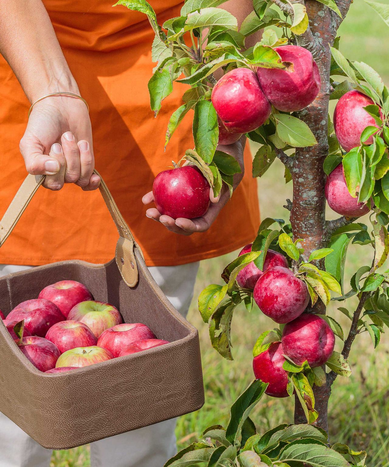 10 best trees to grow in pots — for patios and porches | Real Homes