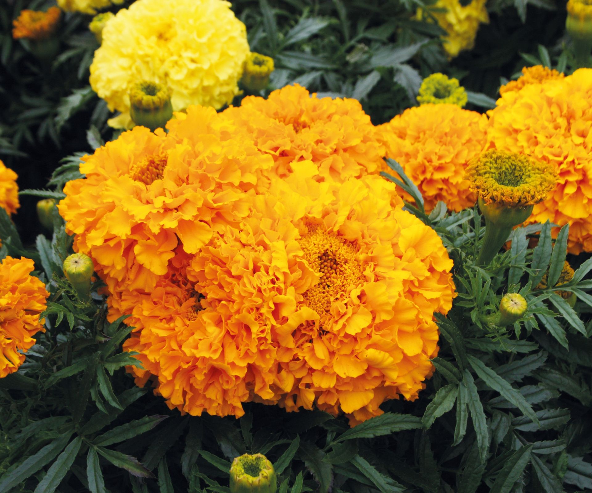 Do marigolds keep bugs away? Expert tips for repelling pests | Homes ...
