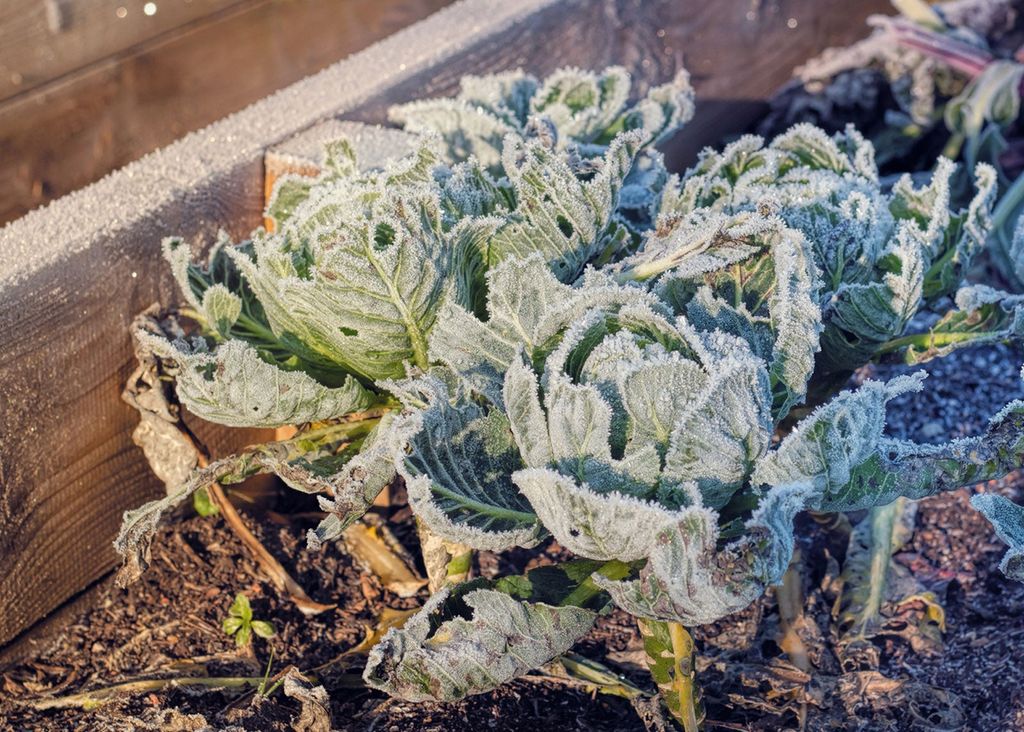 Plant Frost Information - Effects Of Hard Frost On Plants | Gardening ...