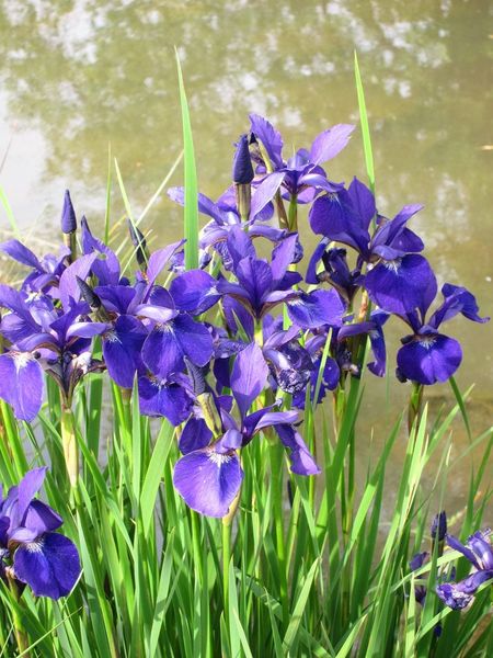 Tips & Information about Iris | Gardening Know How