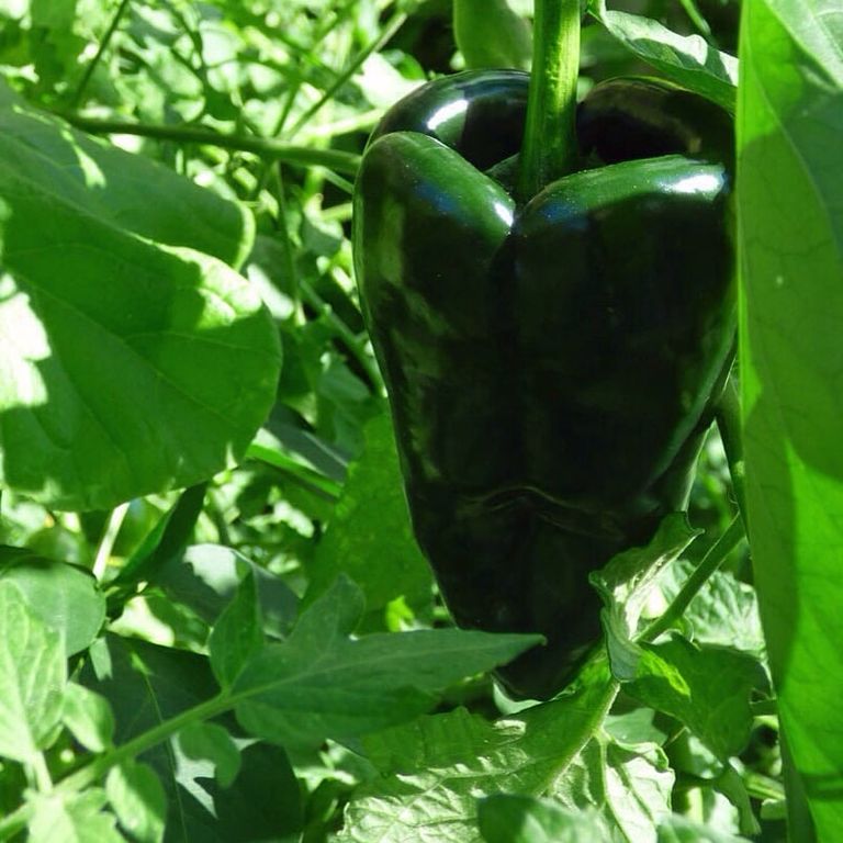 Poblano Uses And Care: Learn About Growing Poblano Peppers In The ...