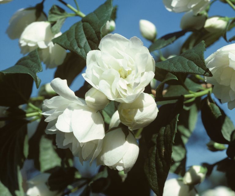Mock orange varieties: 12 stunning types of philadelphus | Homes and ...