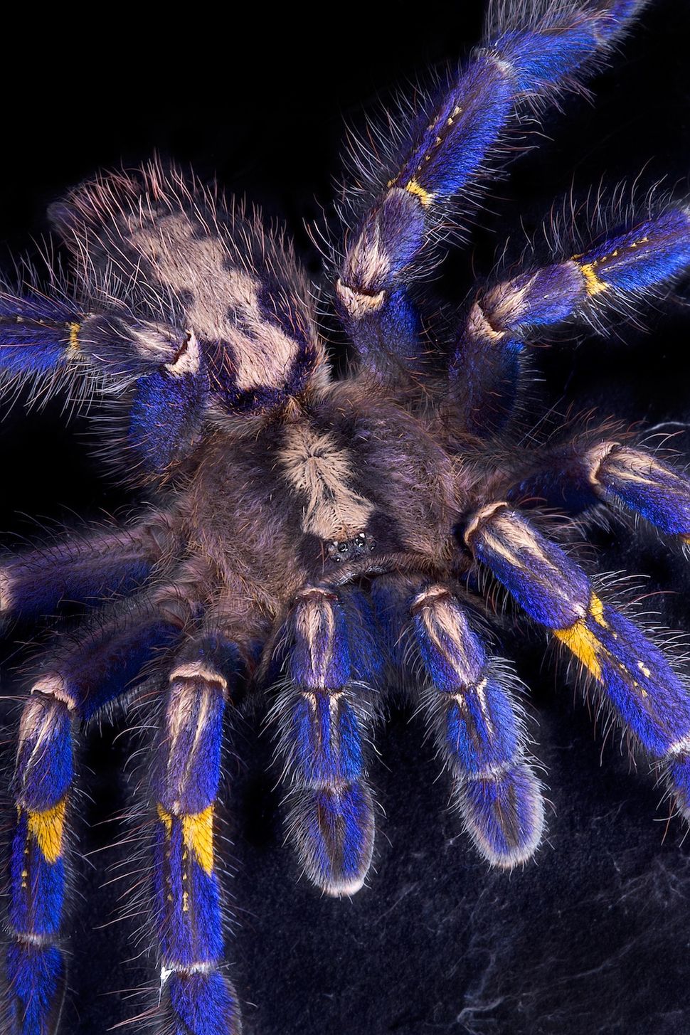 Blue Tarantula Hair Inspires Nonfading Color Pigment | Live Science