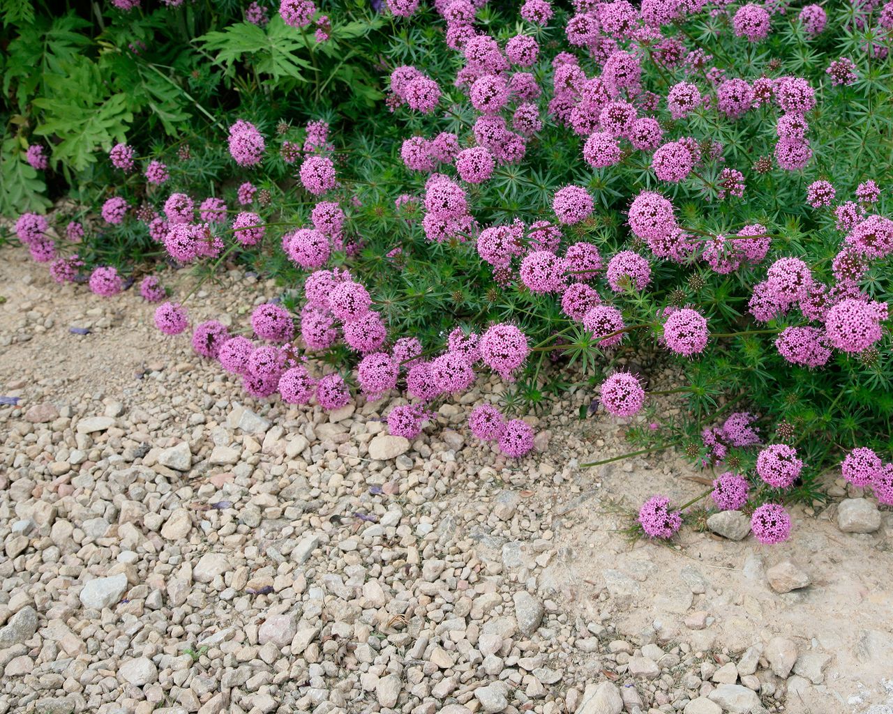 Modern rock garden ideas: 17 contemporary looks for rockeries ...