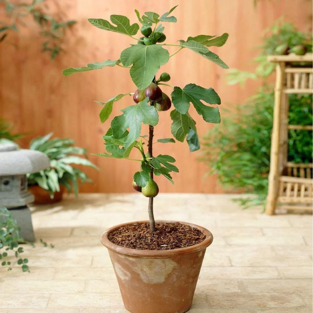 Fruit Trees in Pots — 10 Picks That Thrive in Containers | Livingetc