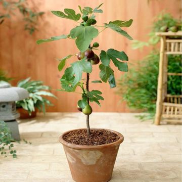Fruit Trees in Pots — 10 Picks That Thrive in Containers | Livingetc