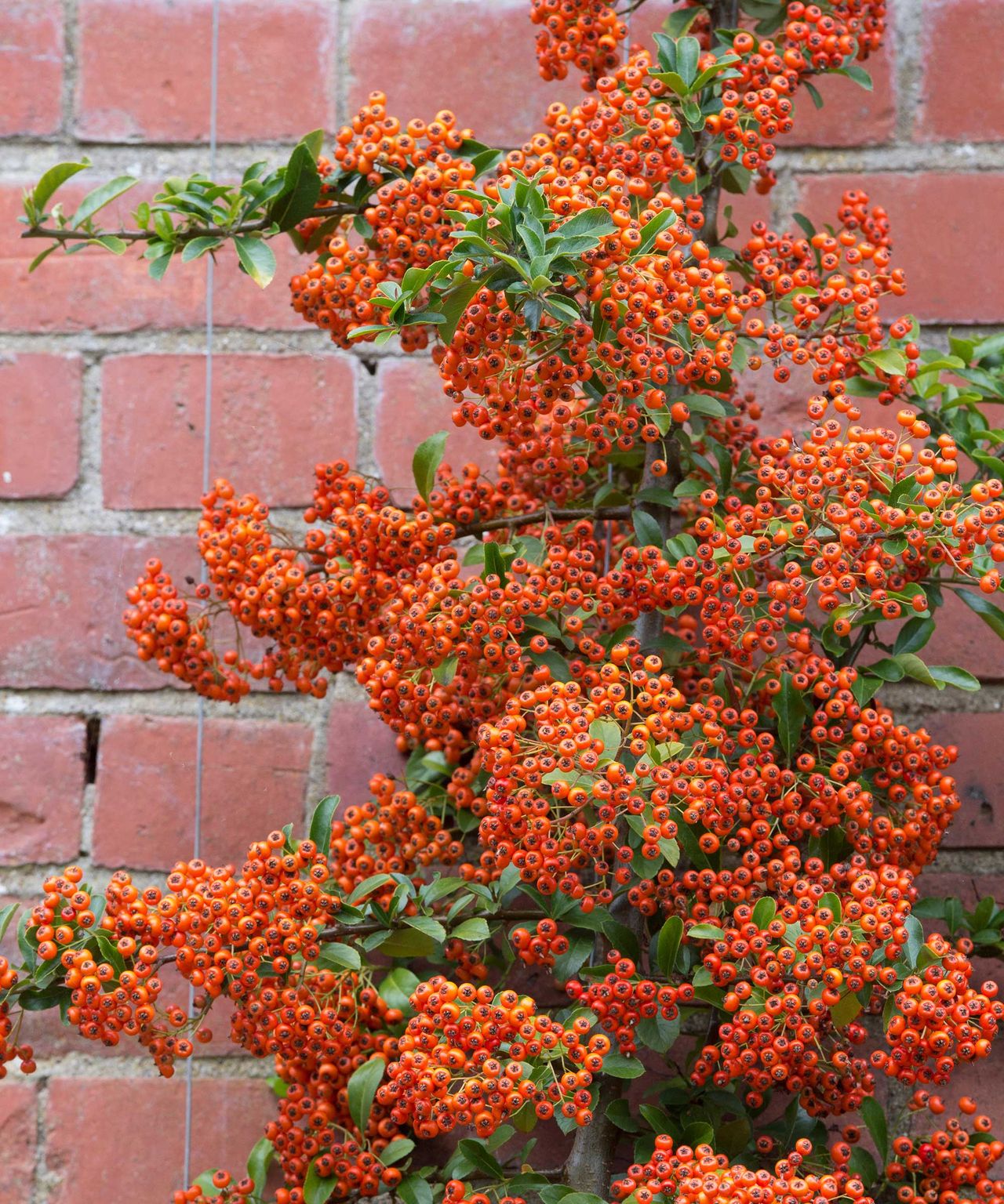 Best shrubs for containers: 12 shrubs to impress in pots | Homes and ...