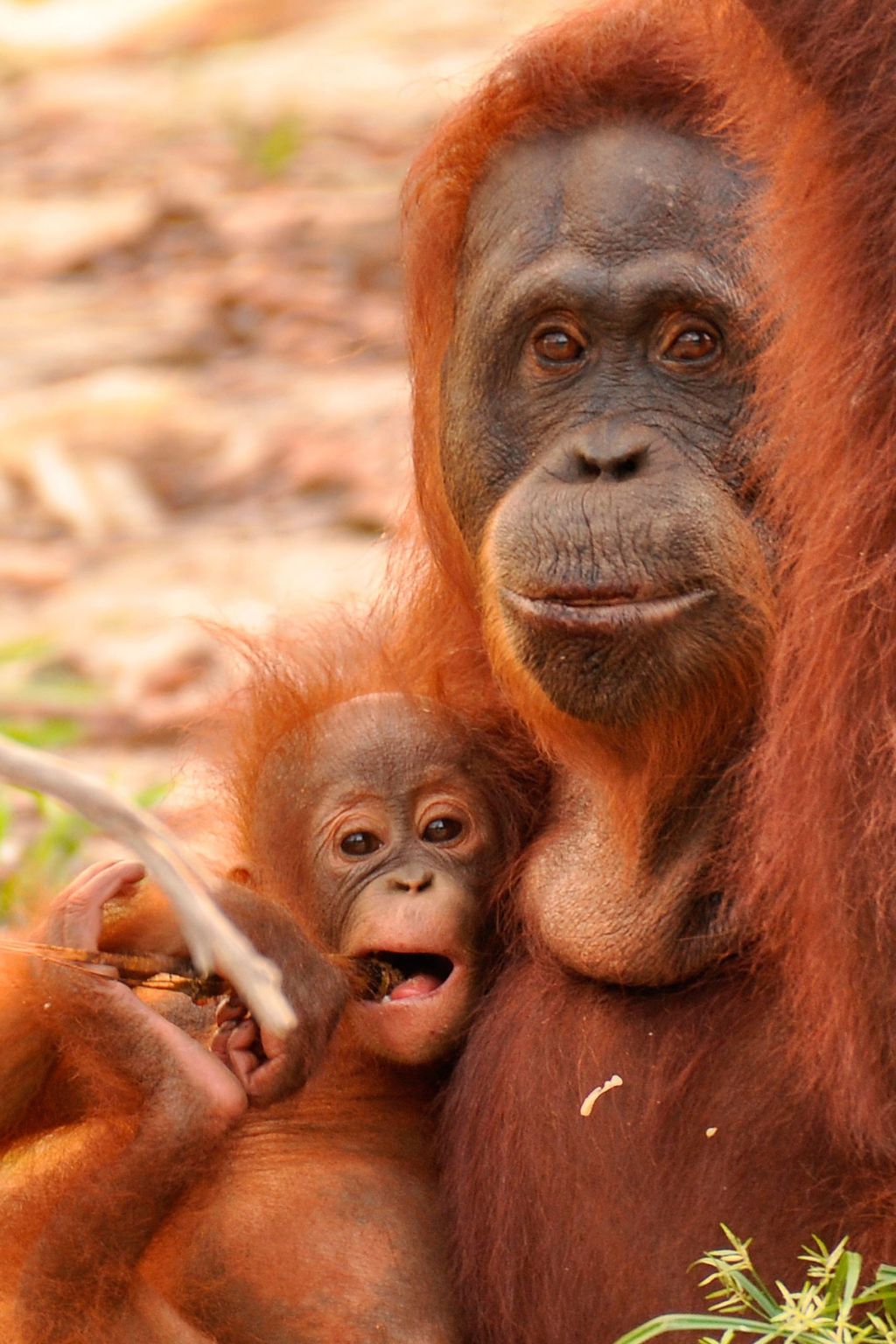 Cute Mother and Baby Animal Pics | Woman & Home