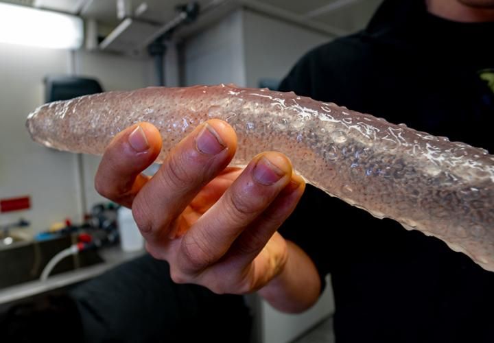 Tropical Pink 'Sea Pickles' Are Invading the Waters of the Pacific ...