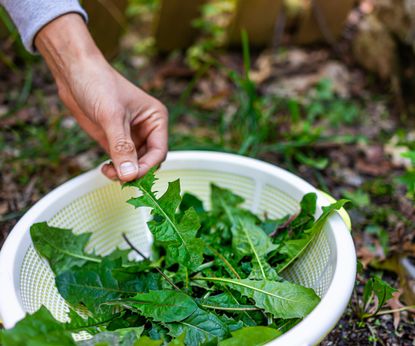 Foraging For Beginners: How To Start Harvesting Wild Foods | Gardening ...