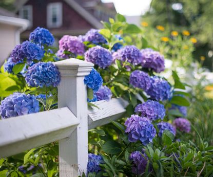 How to change hydrangea color: experts share key tips | Homes and Gardens