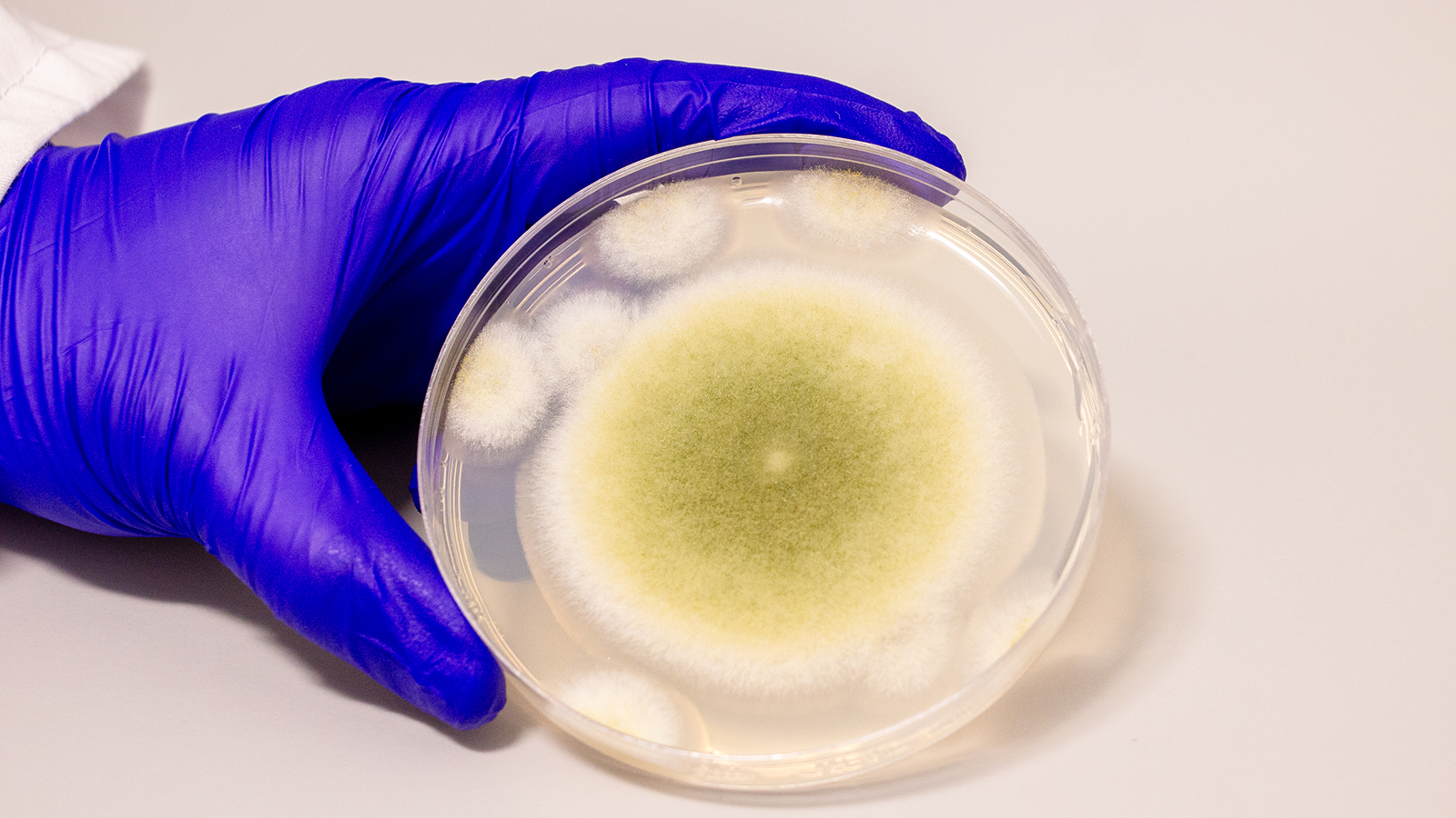 Ancient mummy's tomb 'curse' yields new cancer-fighting drug | Live Science