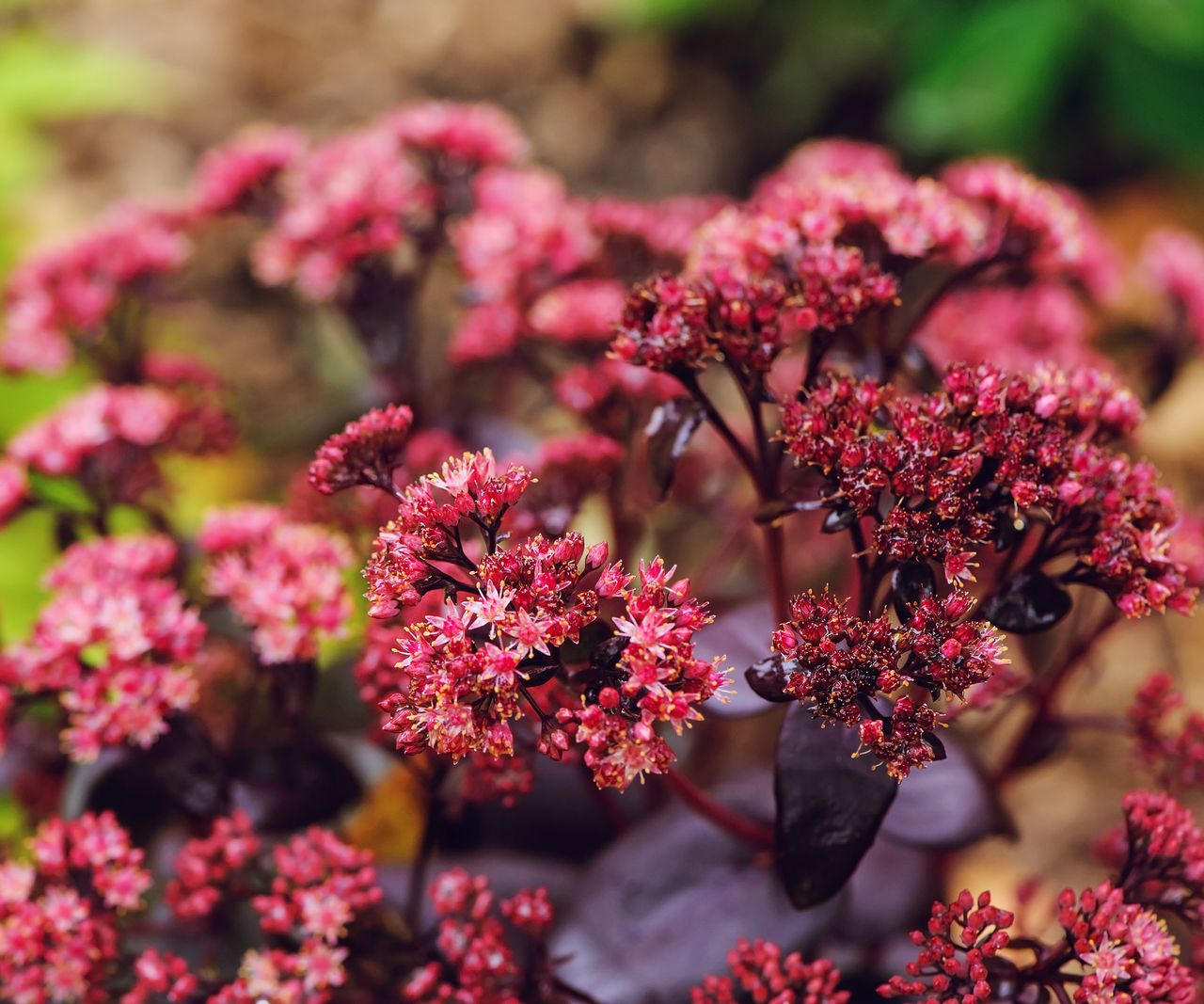 Sedum Savvy: 10 Best Types of Sedum For Sustainable Gardens | Gardening ...