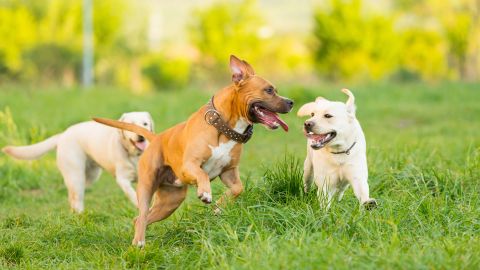 13 ways to create a dog friendly garden | PetsRadar