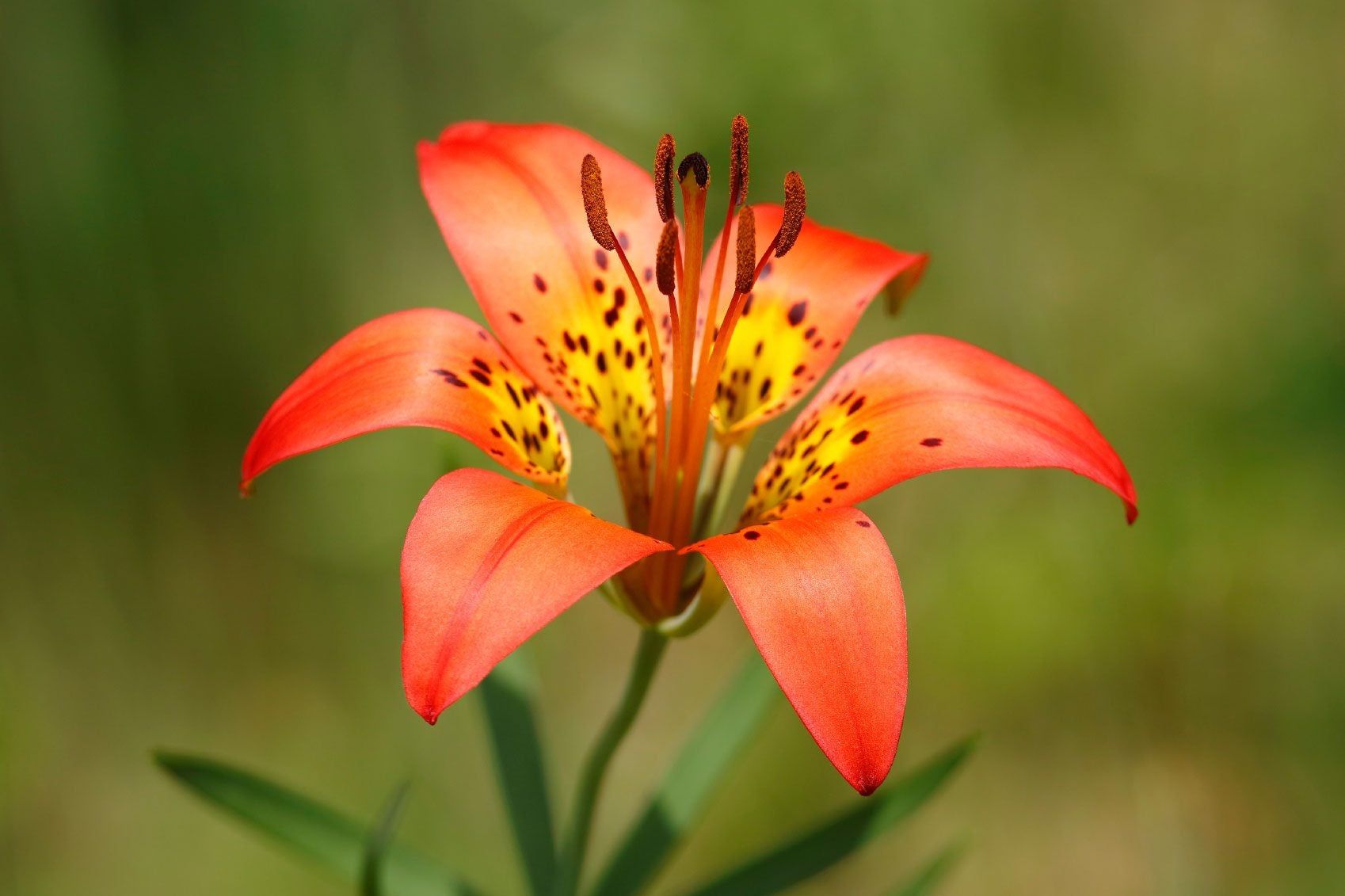 Wood Lily Information - How To Grow Wood Lily Bulbs | Gardening Know How