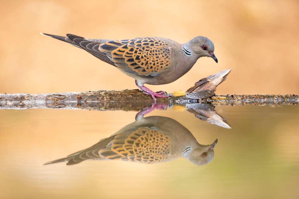 Two turtle doves: Why the endearing bird is an animal for all seasons ...